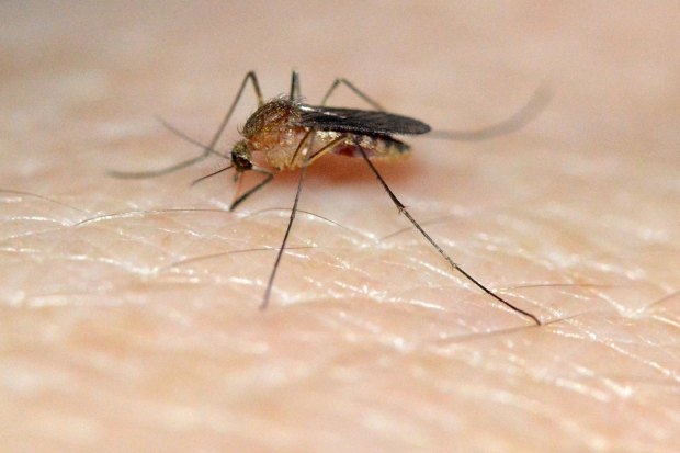 Culex modestus (Diptera, Culicidae) en el Delta del Ebro – El ...