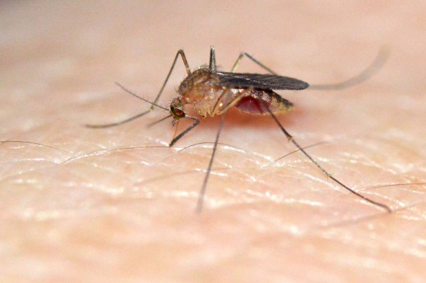 Culex modestus (Diptera, Culicidae) en el Delta del Ebro – El ...