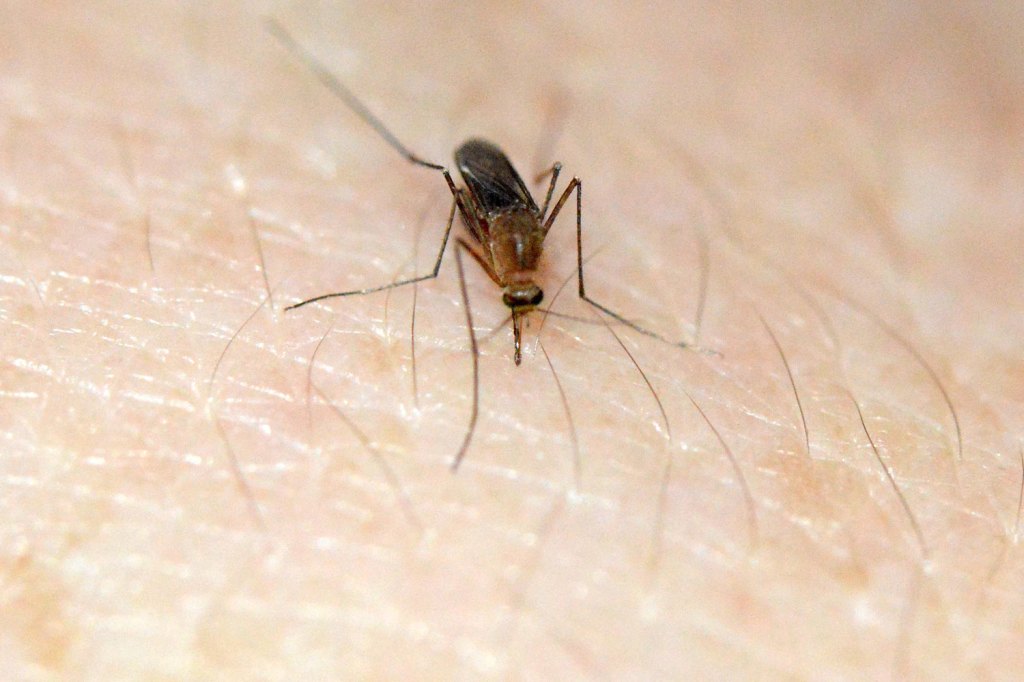 Culex modestus (Diptera, Culicidae) en el Delta del Ebro – El ...