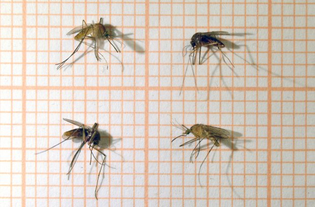 Culex modestus (Diptera, Culicidae) en el Delta del Ebro – El ...