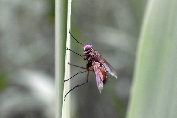 Mosca taquínida Dexia rustica (Diptera, Tachinidae) – El desinsectador ...