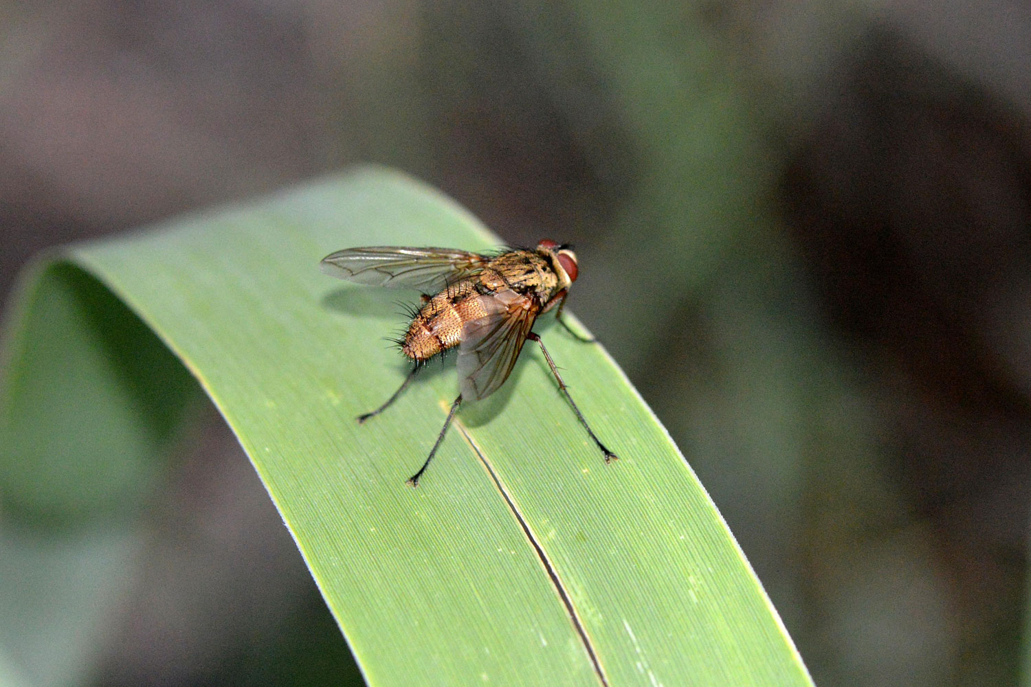 Mosca taquínida Dexia rustica (Diptera, Tachinidae) – El desinsectador ...