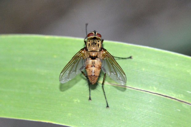 Mosca taquínida Dexia rustica (Diptera, Tachinidae) – El desinsectador ...