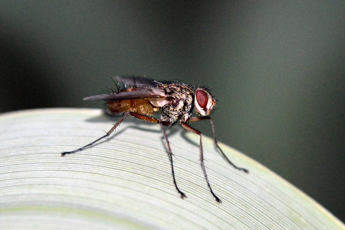 Mosca taquínida Dexia rustica (Diptera, Tachinidae) – El desinsectador ...