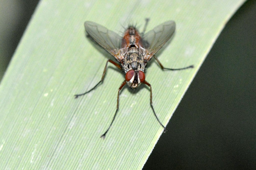 Mosca taquínida Dexia rustica (Diptera, Tachinidae) – El desinsectador ...