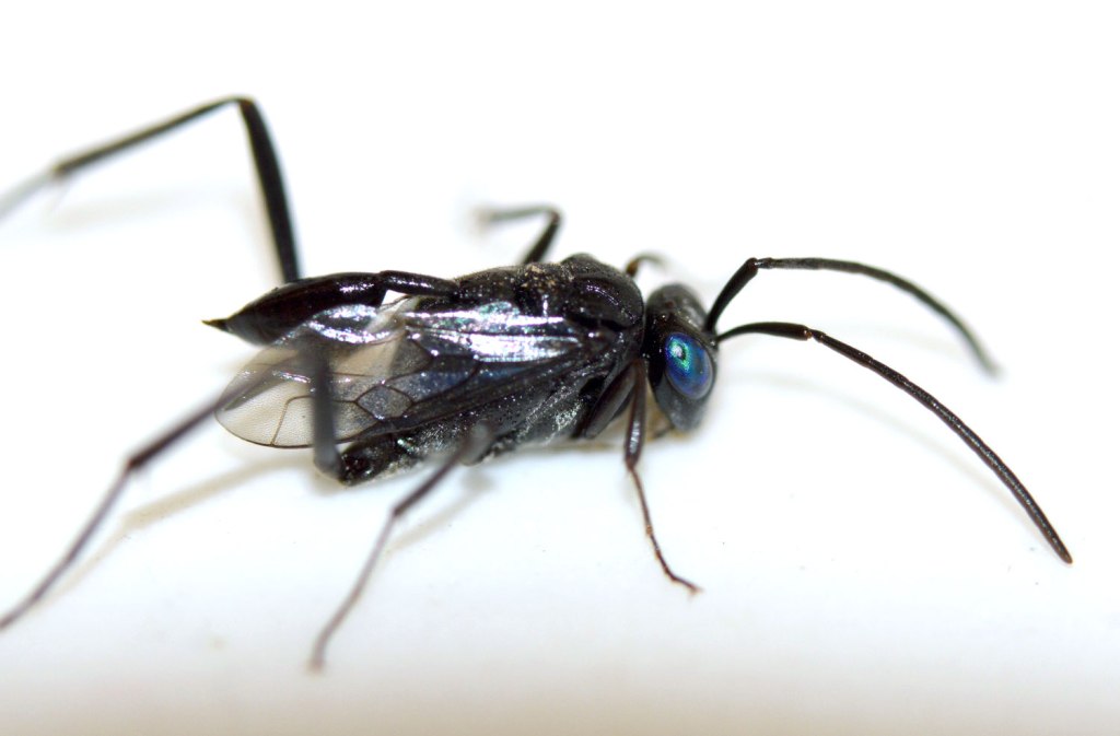 Retratando a una Evania appendigaster (Hymenoptera, Evaniidae) – El ...