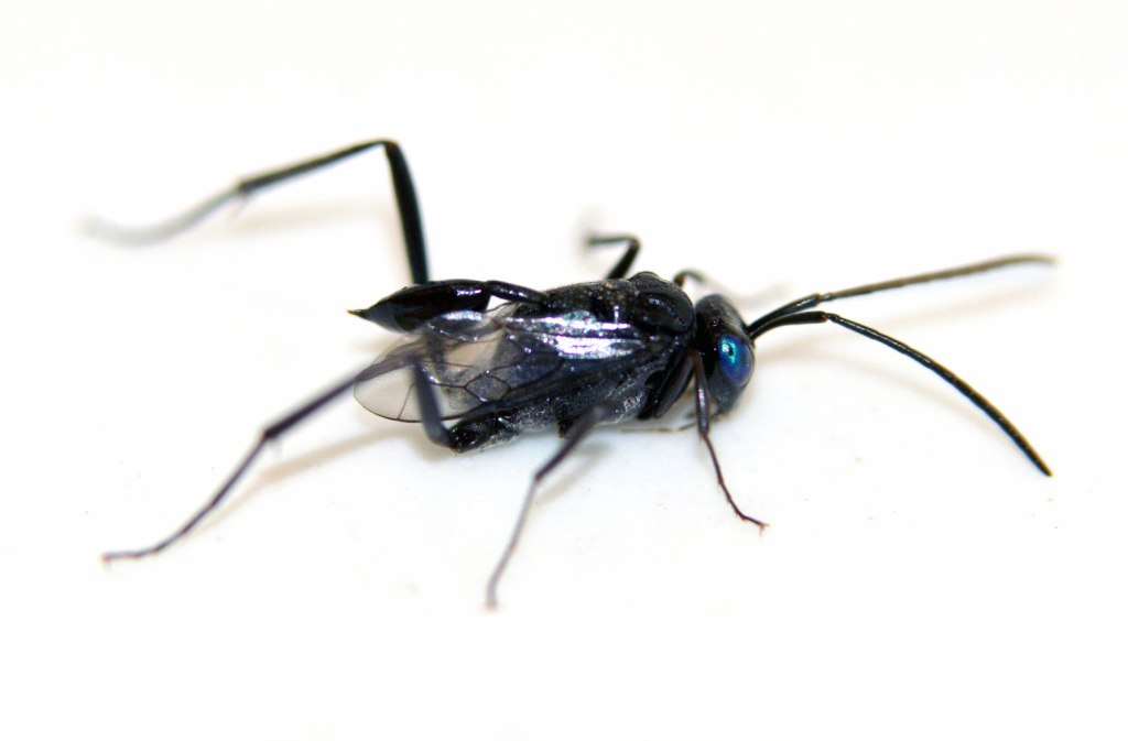 Retratando a una Evania appendigaster (Hymenoptera, Evaniidae) – El ...