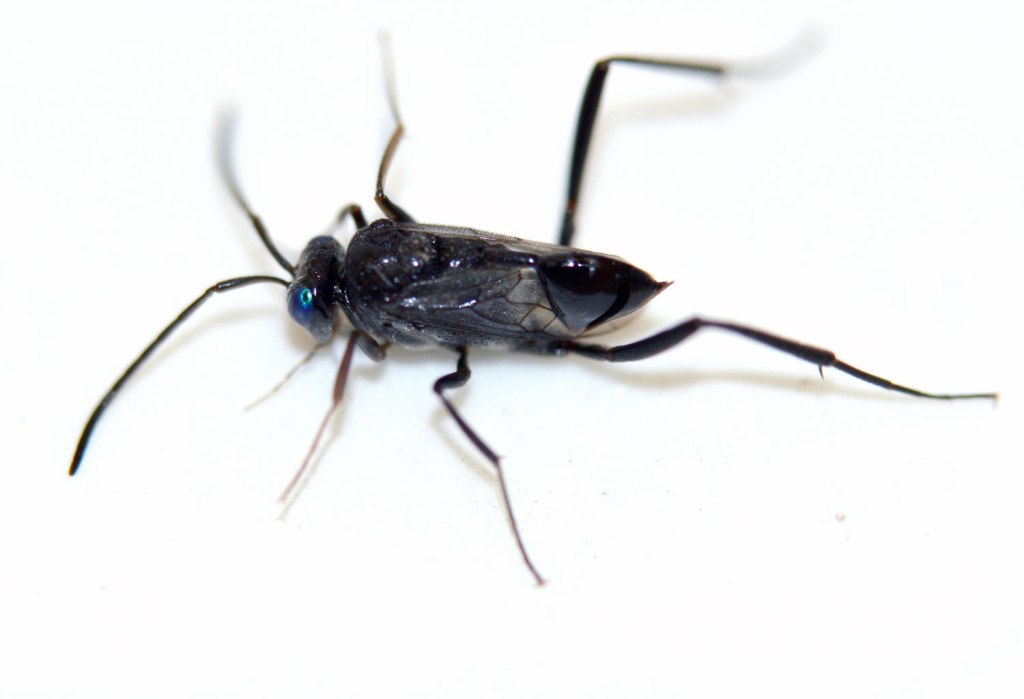 Retratando a una Evania appendigaster (Hymenoptera, Evaniidae) – El ...