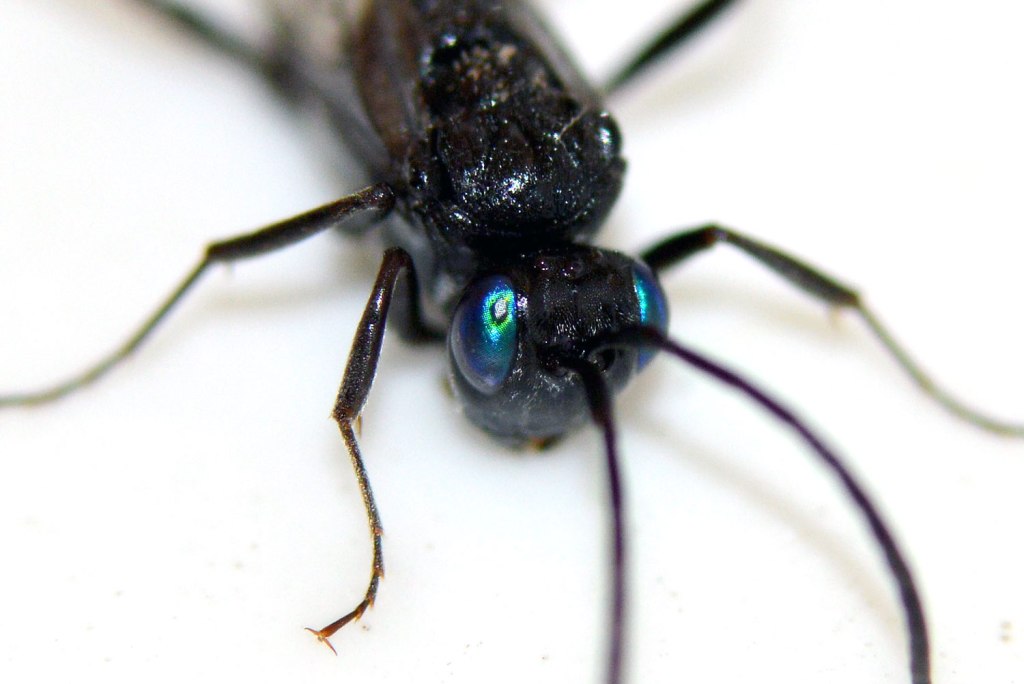 Retratando a una Evania appendigaster (Hymenoptera, Evaniidae) – El ...