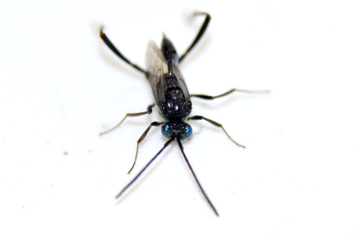 Retratando a una Evania appendigaster (Hymenoptera, Evaniidae) – El ...