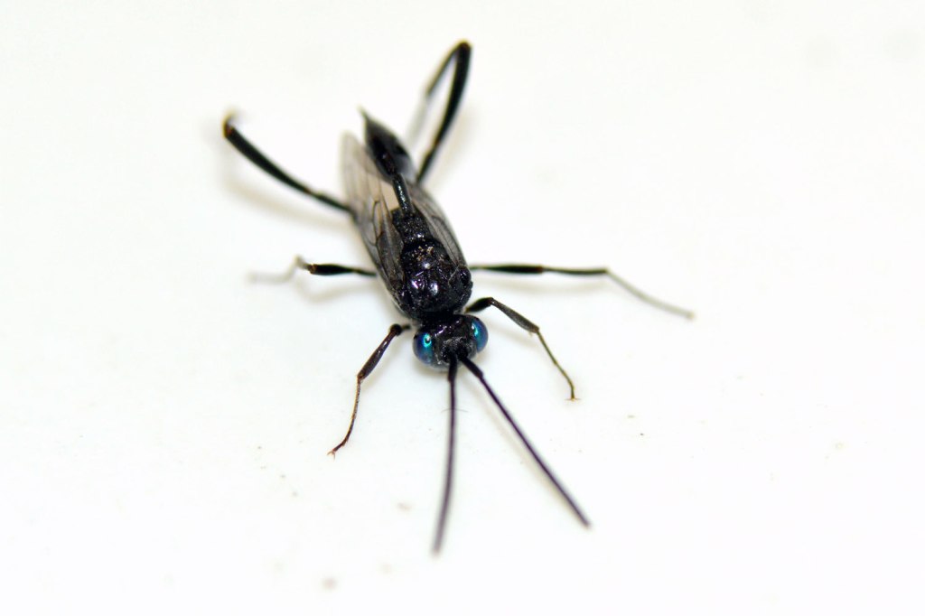 Retratando a una Evania appendigaster (Hymenoptera, Evaniidae) – El ...