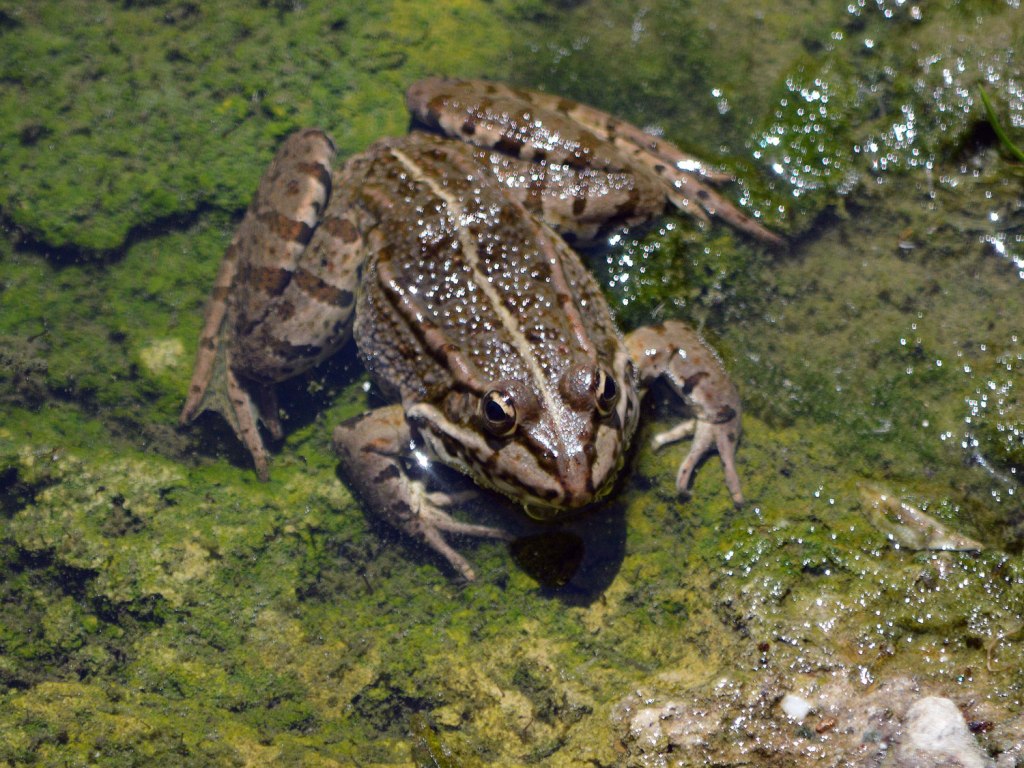 Sobre la rana verde ibérica (Pelophylax perezi) y su híbrido – El ...