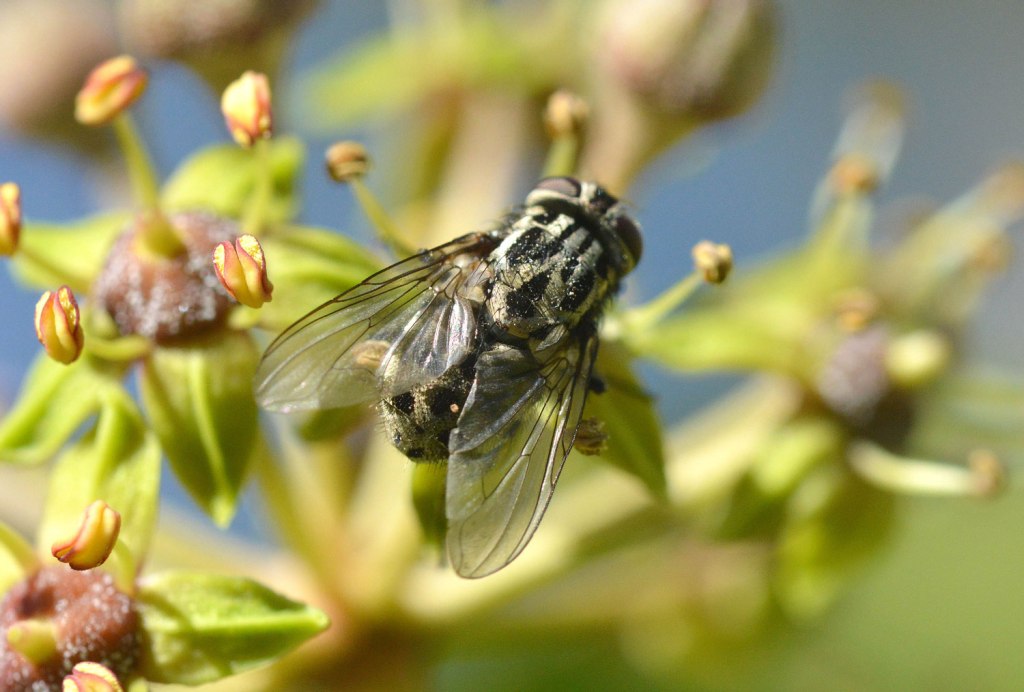 Mosca Graphomya maculata (diptera, Muscidae) – El desinsectador y ...