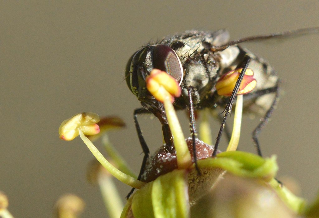 Mosca Graphomya maculata (diptera, Muscidae) – El desinsectador y ...
