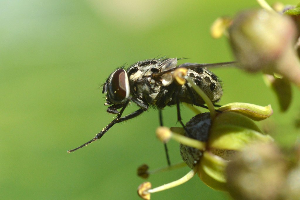 Mosca Graphomya maculata (diptera, Muscidae) – El desinsectador y ...