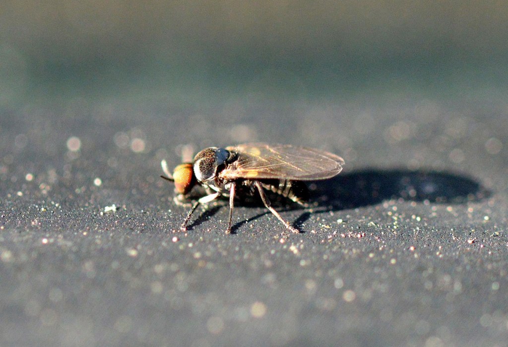 Machos de simúlido (Simuliidae) – El desinsectador y desratizador