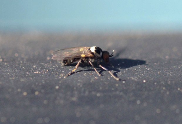 Machos de simúlido (Simuliidae) – El desinsectador y desratizador