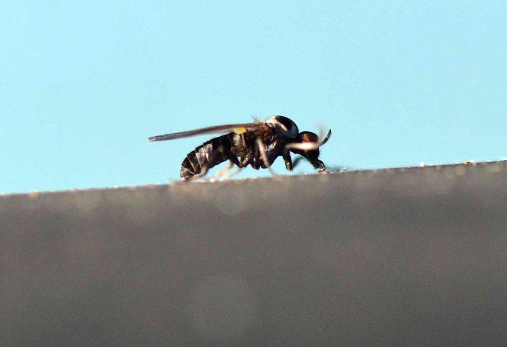 Machos de simúlido (Simuliidae) – El desinsectador y desratizador