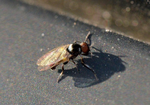 Machos de simúlido (Simuliidae) – El desinsectador y desratizador