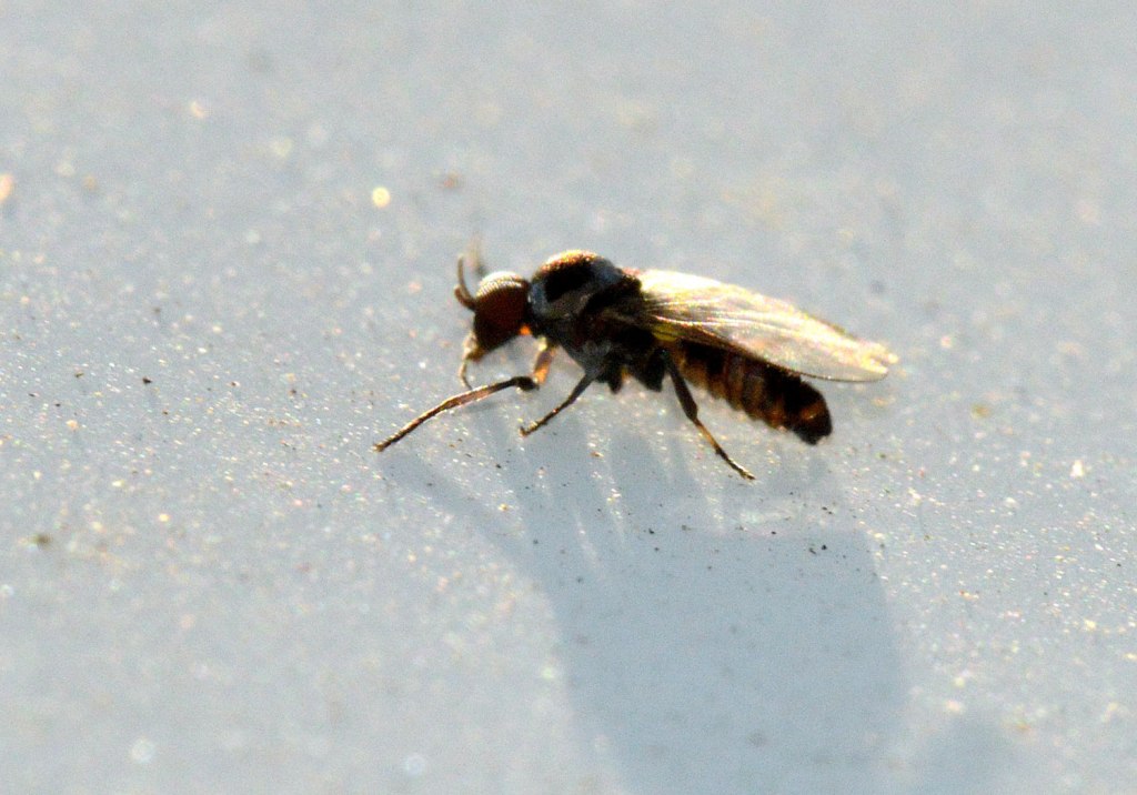 Machos de simúlido (Simuliidae) – El desinsectador y desratizador