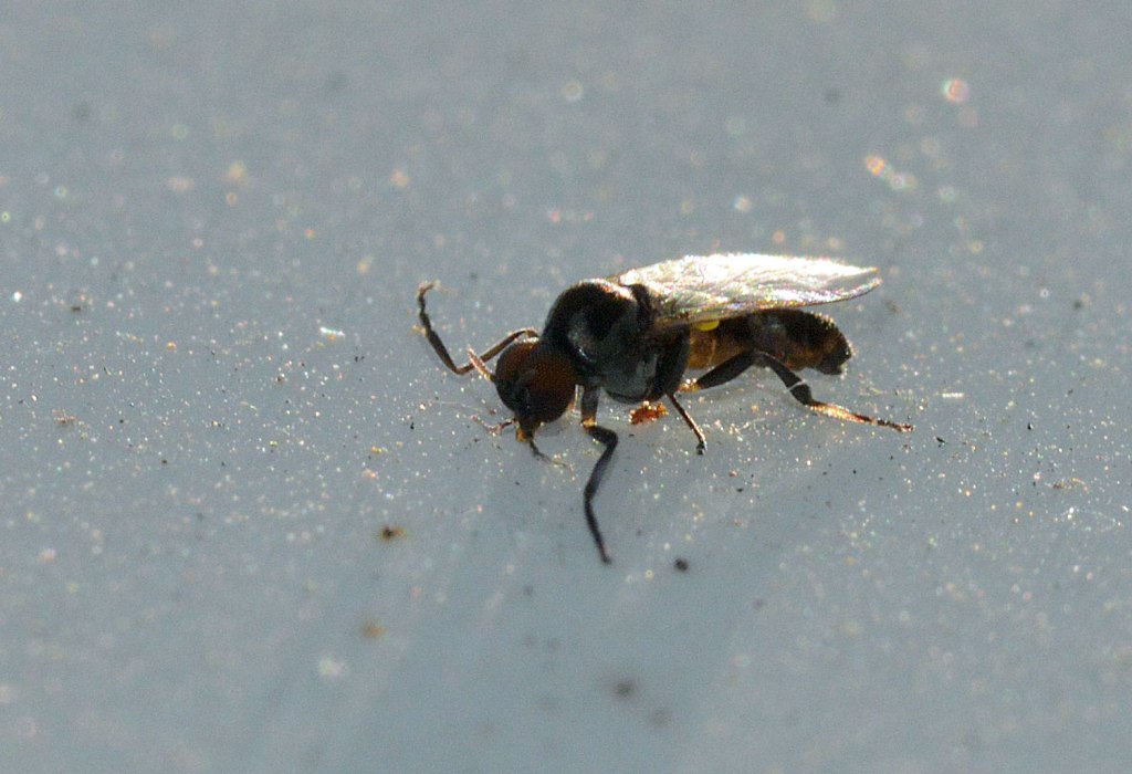 Machos de simúlido (Simuliidae) – El desinsectador y desratizador