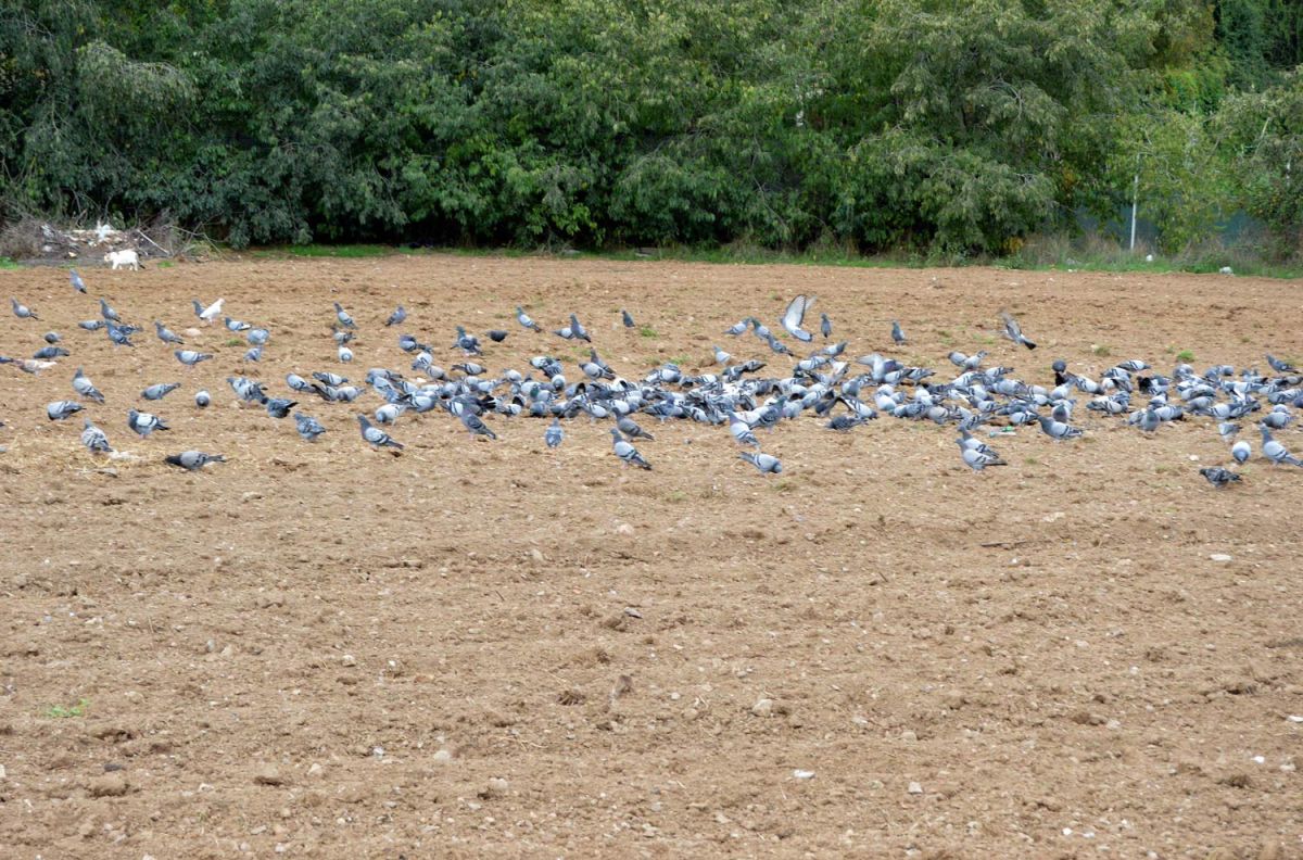 paloma-domestica-columba-livia-perpetua-de-la-moguda-03-2017-p34 – El ...