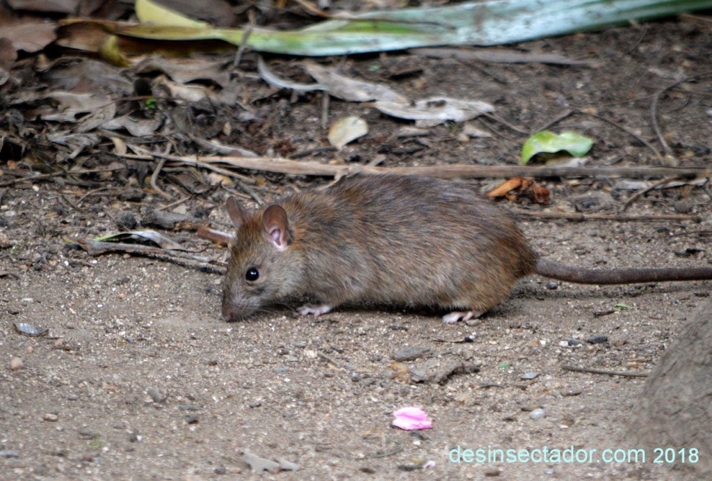 Rata negra (Rattus rattus) en el área metropolitana de Barcelona – El ...