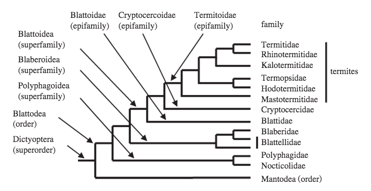 Las termitas son cucarachas eusociales – El desinsectador y desratizador