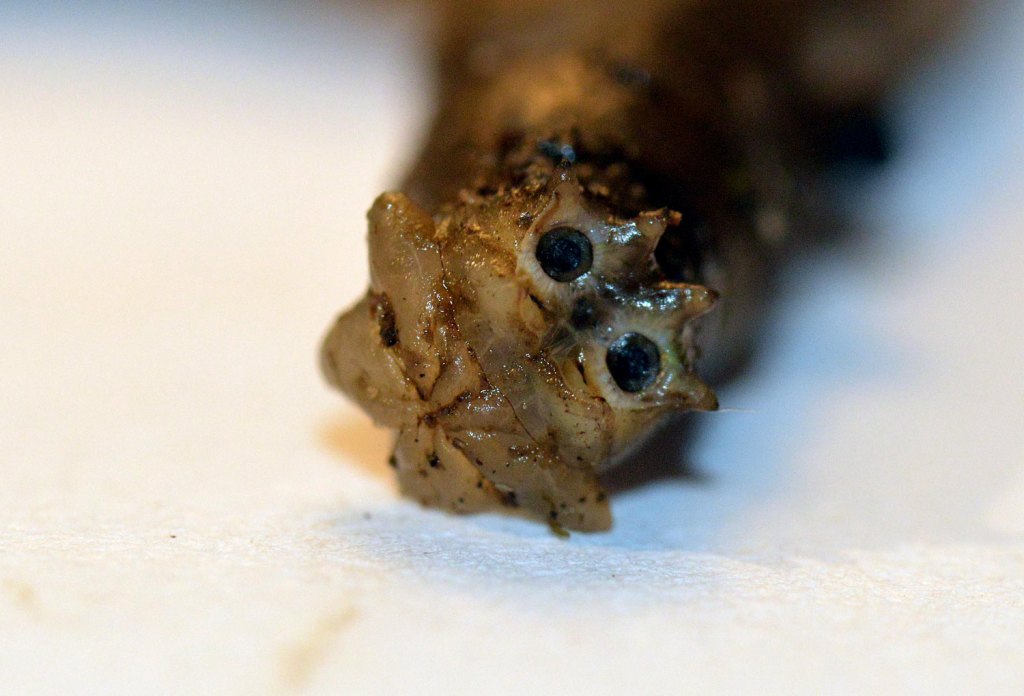 Larva de típula (Diptera, Tipulidae) – El desinsectador y desratizador