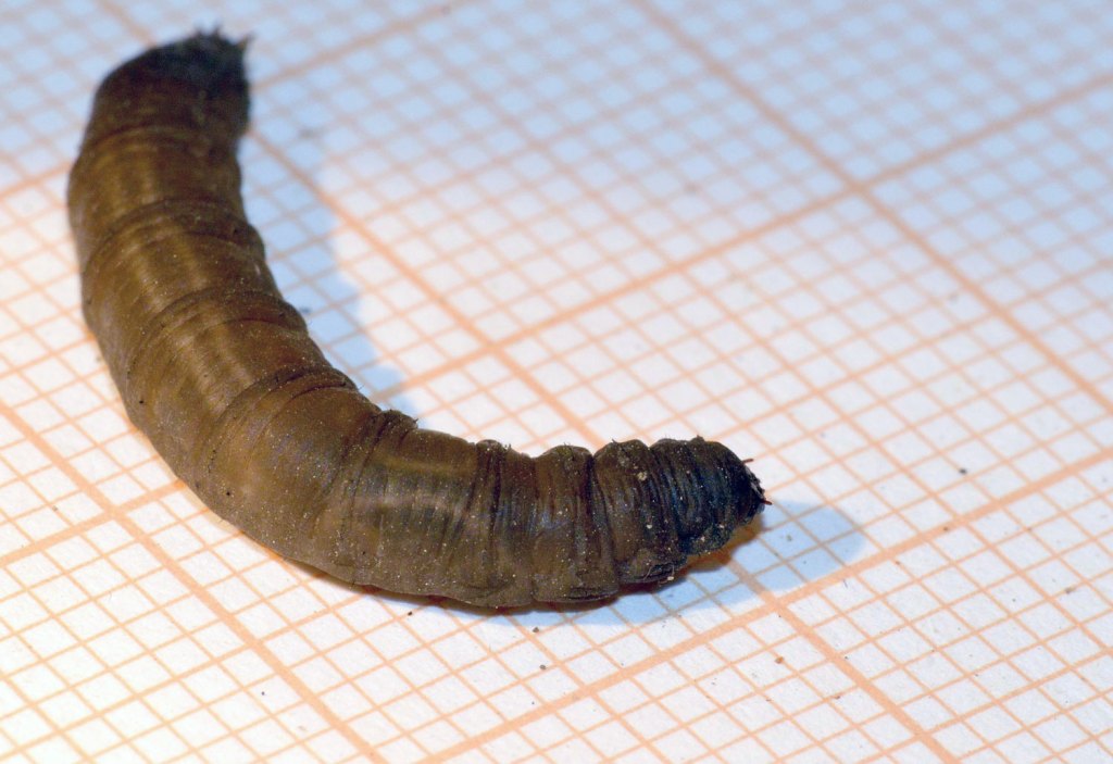 Larva de típula (Diptera, Tipulidae) – El desinsectador y desratizador