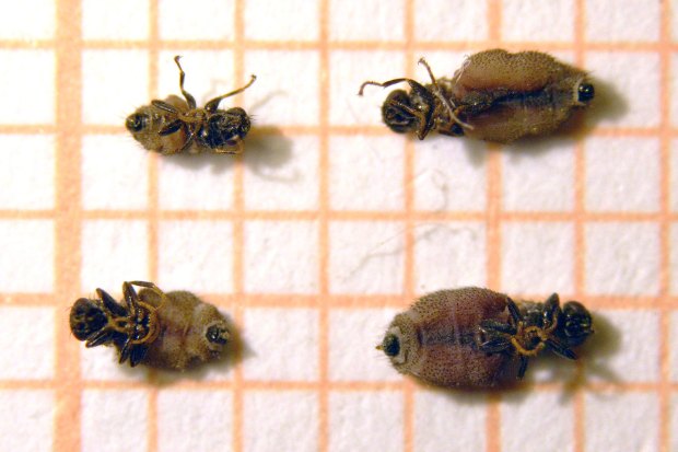 Mosca parásita Carnus hemapterus en halcón peregrino – El desinsectador ...