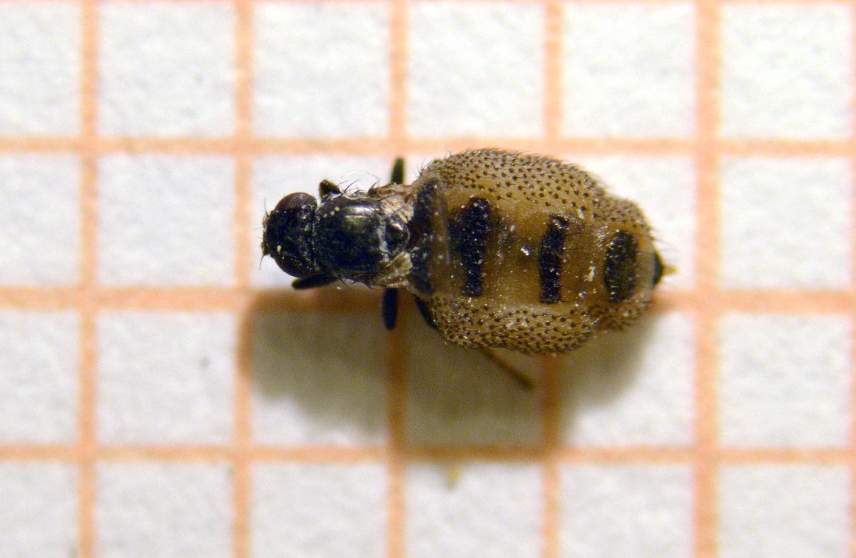 Mosca parásita Carnus hemapterus en halcón peregrino – El desinsectador ...