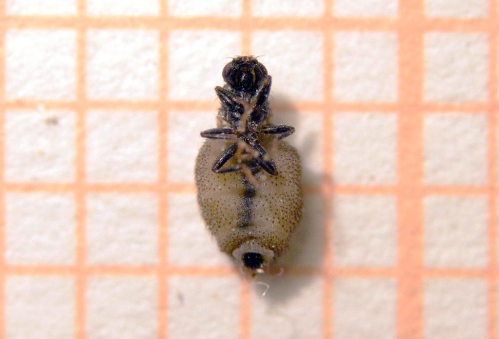 Mosca parásita Carnus hemapterus en halcón peregrino – El desinsectador ...