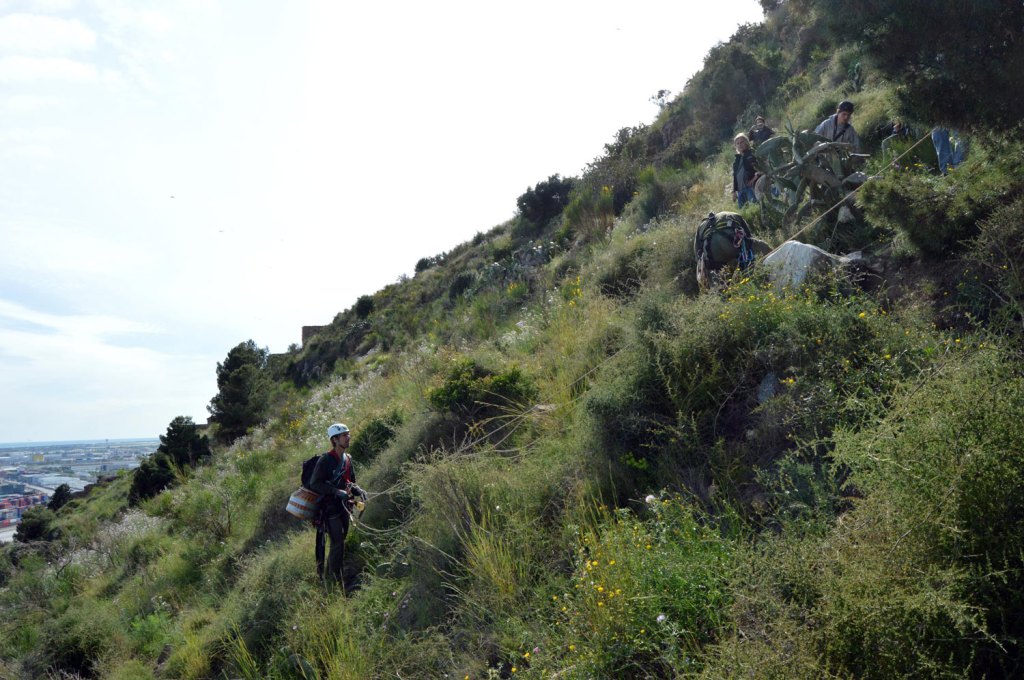 Mosca parásita Carnus hemapterus en halcón peregrino – El desinsectador ...