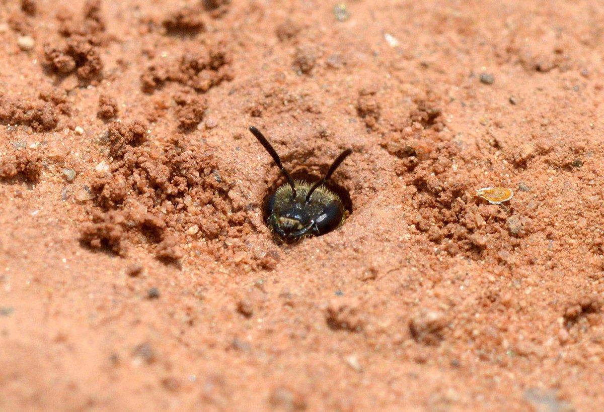 Abejas Halictus (Hymenoptera, Halictidae) en un camino de Palau-Solità ...
