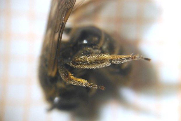 Abejas Halictus (Hymenoptera, Halictidae) en un camino de Palau-Solità ...
