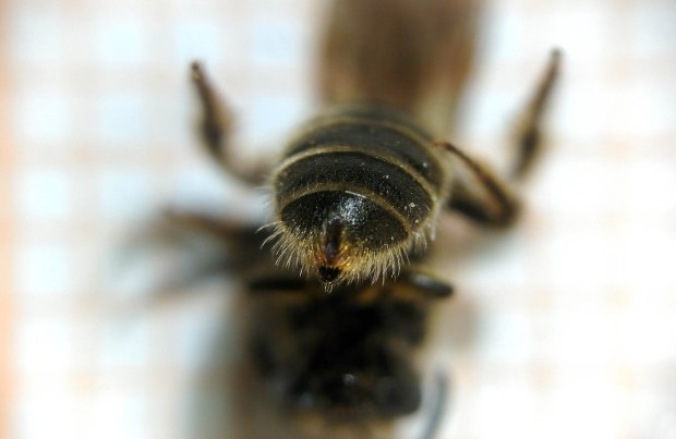 Abejas Halictus (Hymenoptera, Halictidae) en un camino de Palau-Solità ...