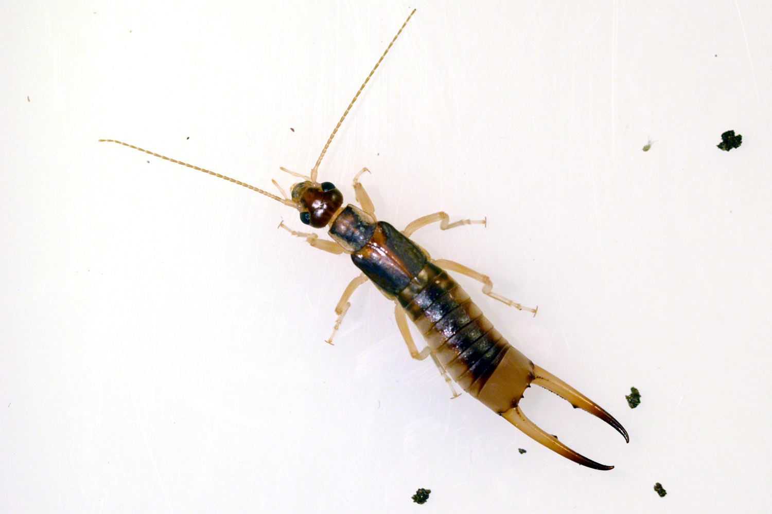 Imágenes de la tijereta Labidura riparia (Dermaptera, Labiduridae) – El ...