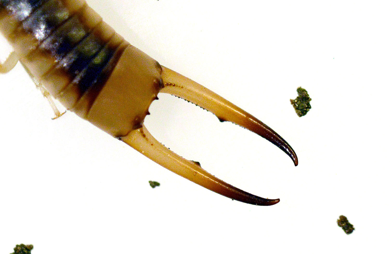 dermápteros (Dermaptera) – El desinsectador y desratizador