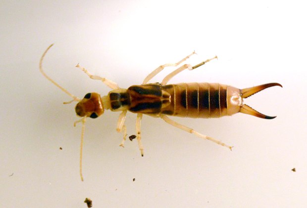 Imágenes de la tijereta Labidura riparia (Dermaptera, Labiduridae) – El ...