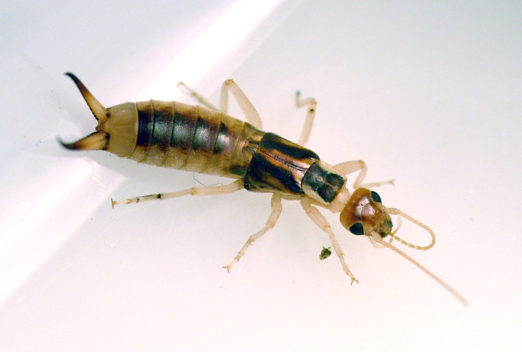 Imágenes de la tijereta Labidura riparia (Dermaptera, Labiduridae) – El ...