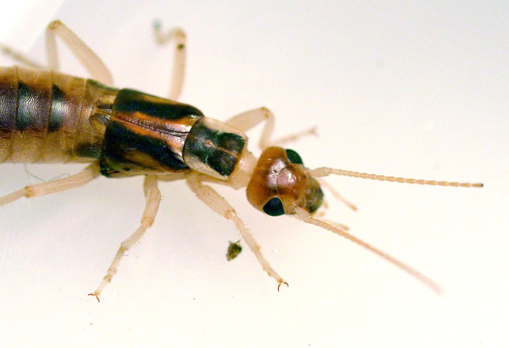 Imágenes de la tijereta Labidura riparia (Dermaptera, Labiduridae) – El ...