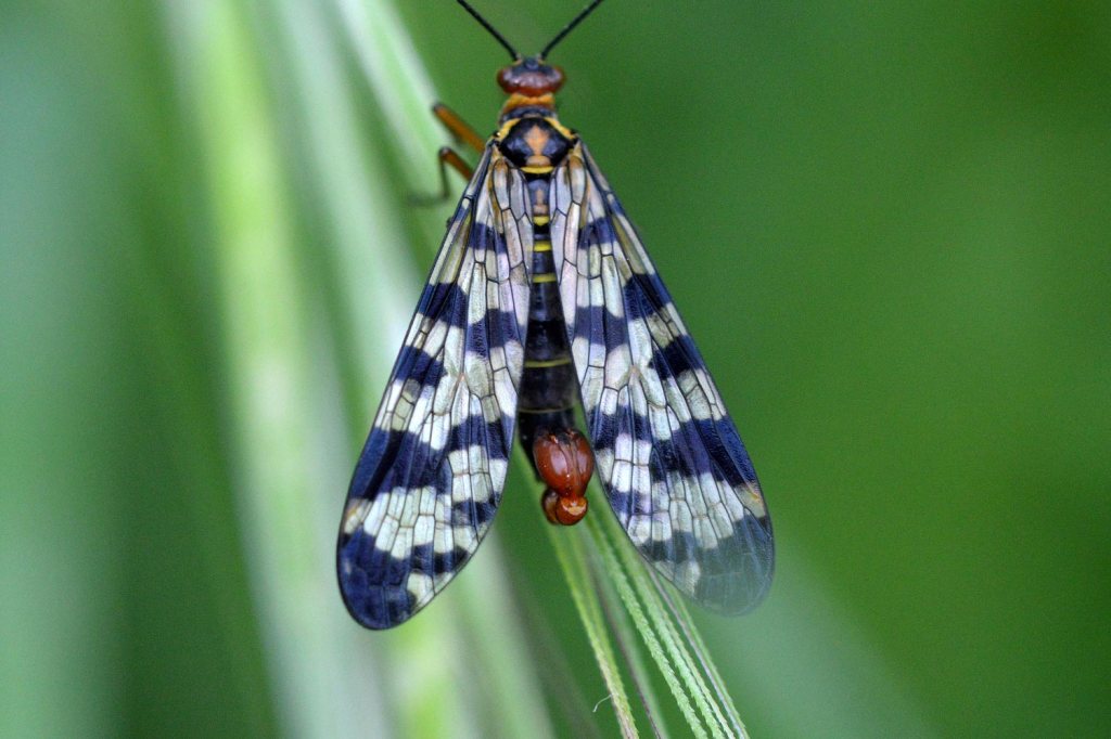 Mosca escorpión, Panorpa meridionalis (Mecoptera, Panorpidae) – El ...