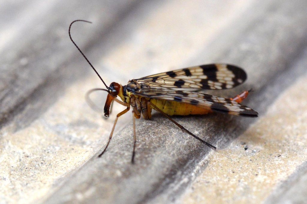 Mosca escorpión, Panorpa meridionalis (Mecoptera, Panorpidae) – El ...