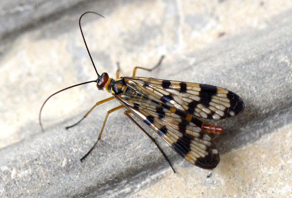 Mosca escorpión, Panorpa meridionalis (Mecoptera, Panorpidae) – El ...