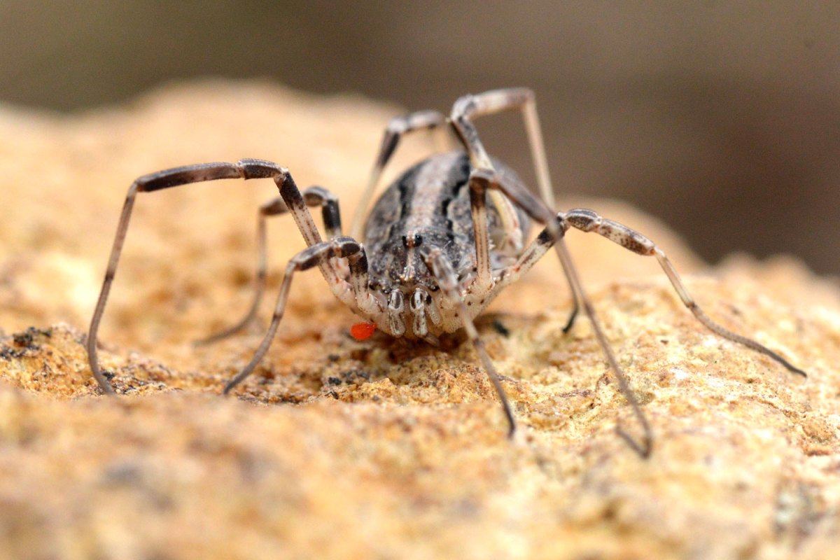 Opilión Odiellus troguloides (Opiliones, Phalangiidae) en la Sierra del ...