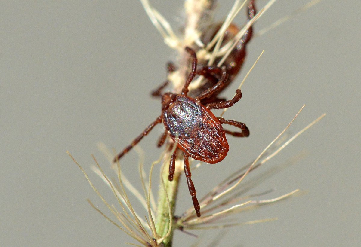 Garrapata Rhipicephalus sanguineus (Ixodida, Ixodidae) al acecho en una ...
