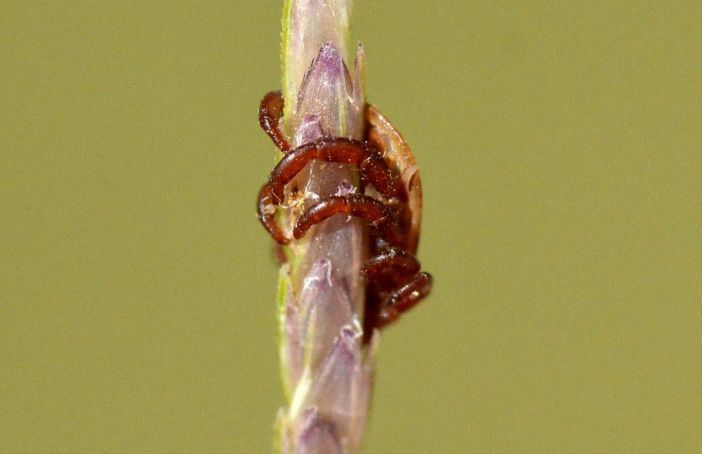 Garrapata Rhipicephalus sanguineus (Ixodida, Ixodidae) al acecho en una ...