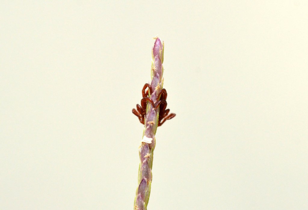 Garrapata Rhipicephalus sanguineus (Ixodida, Ixodidae) al acecho en una ...