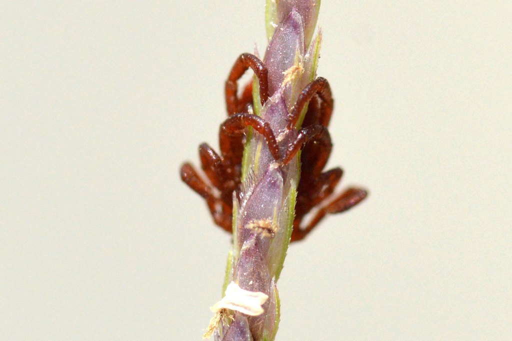 Garrapata Rhipicephalus sanguineus (Ixodida, Ixodidae) al acecho en una ...